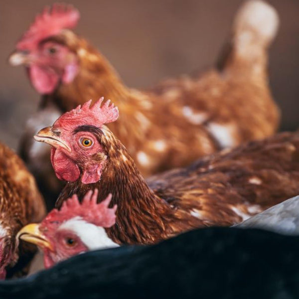 Poultry - Kai NZ Foods Limited